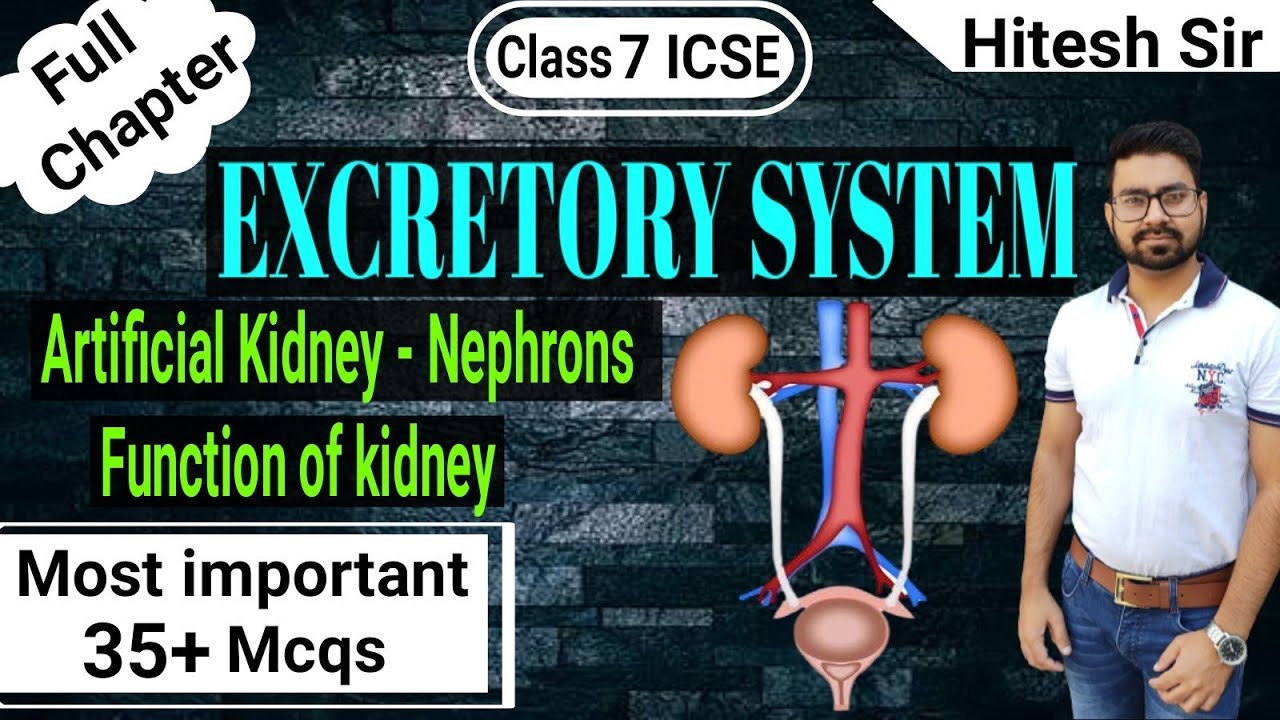 EXCRETORY SYSTEM Class 7 ICSE - YouTube