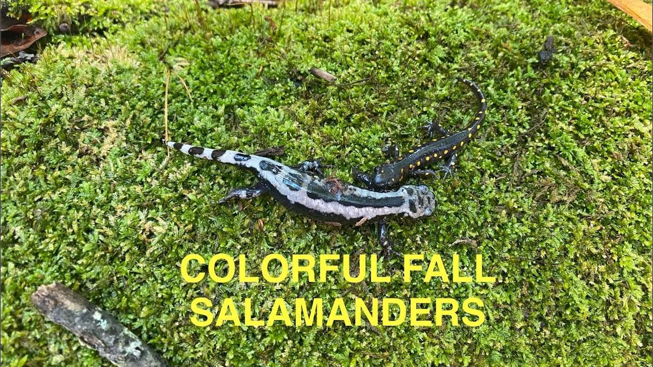 Finding Colorful Fall Salamanders in Central Pennsylvania! - YouTube