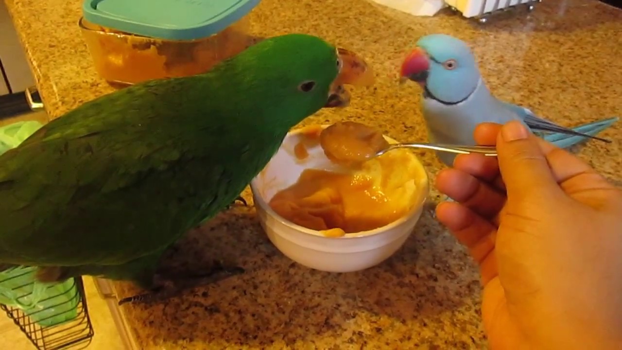Eclectus Parrot And Indian Ringneck Eating Together Birdhealth Birdcare Birdfood Youtube