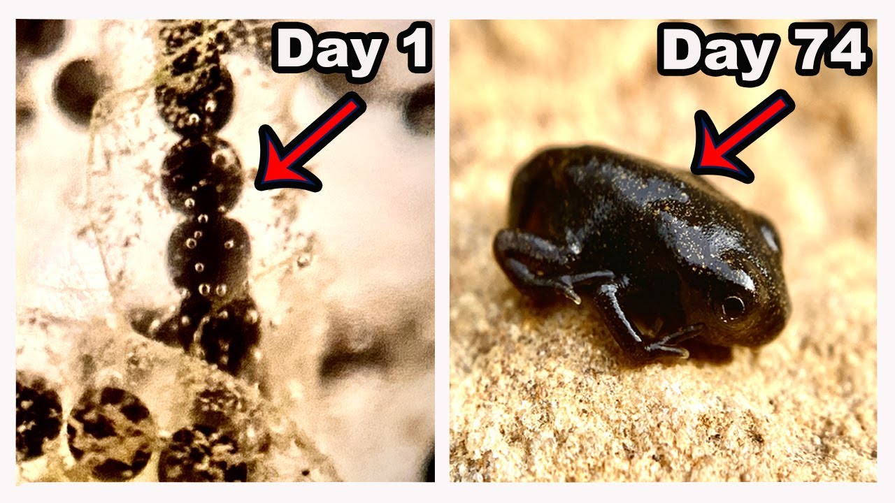 HATCHING BABY TADPOLES!!! - YouTube