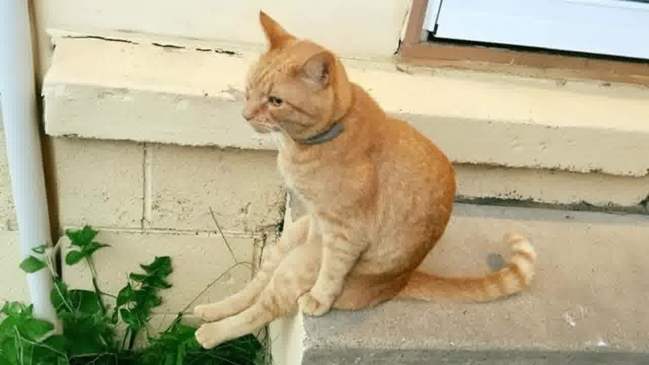 Epic Cat Antics That Will Brighten Your Day 😆 Funny Cats Videos 🤣🙀 ...
