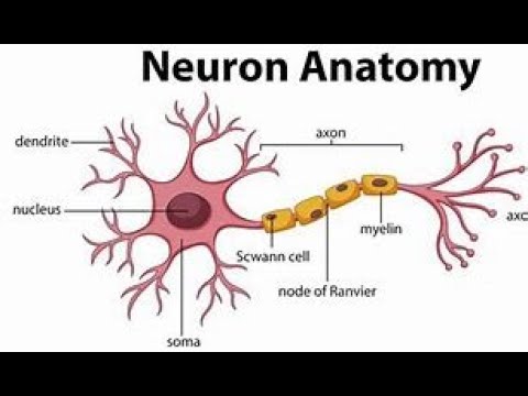 Structure of Neuron| Cell body, Dendrite, Axon,synaptic knob, myelin ...