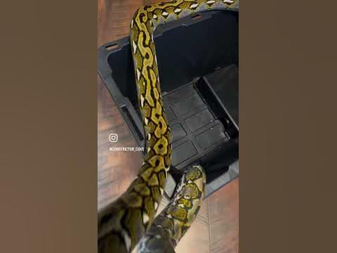 Beautiful Bantaeng Sulawesi Island Reticulated Python - YouTube