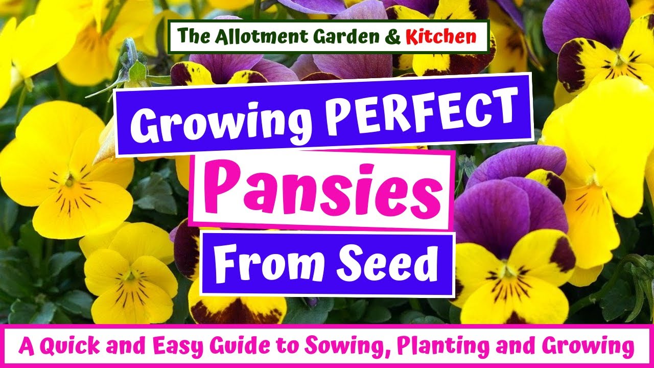 Grow Pansies from Seed to Flowering – Inc. Tips for Overwintering and a ...
