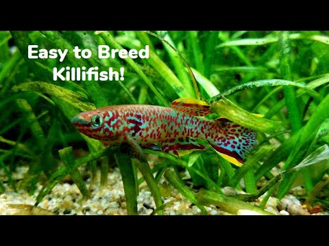 Breeding Gardneri Killifish: Great Beginner Killifish! - YouTube
