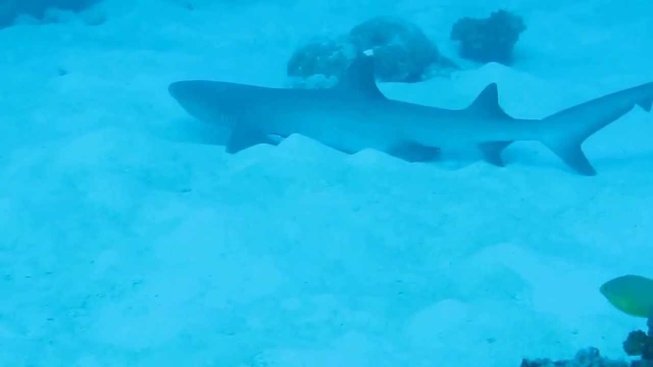 Reef Shark sighting @ The Great Barrier Reef - YouTube