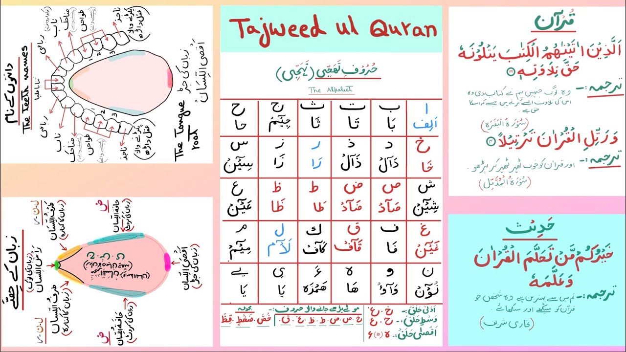 Lesson 12 Part 5 The Teeth & Parts of Tongue names in Arabic دانتوں اور ...