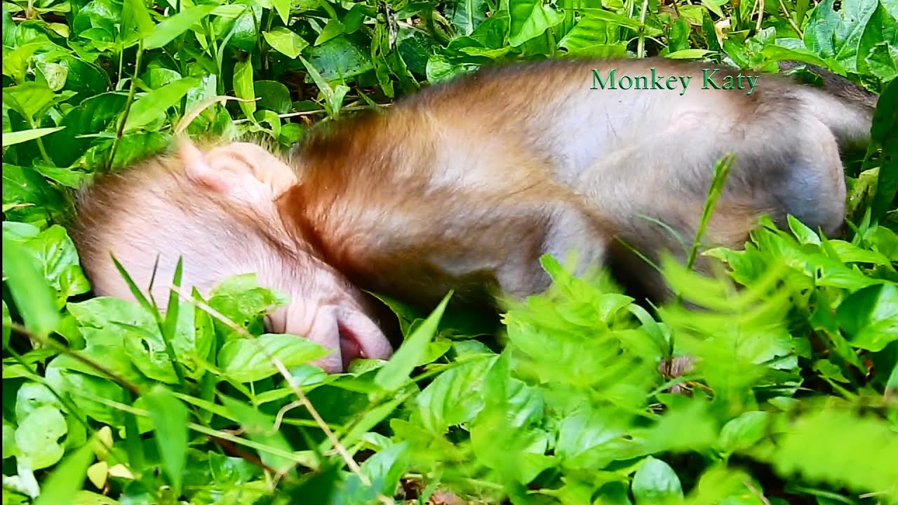 Whenever Libby hungry, She not want Rainbow hug her so Libby left ...