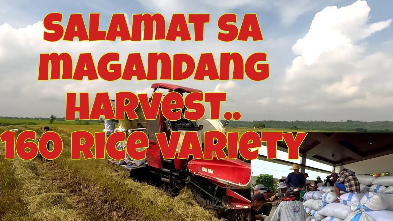 Harvest time nanaman, Naka ilang cavan kaya kami | 160 rice variety ...