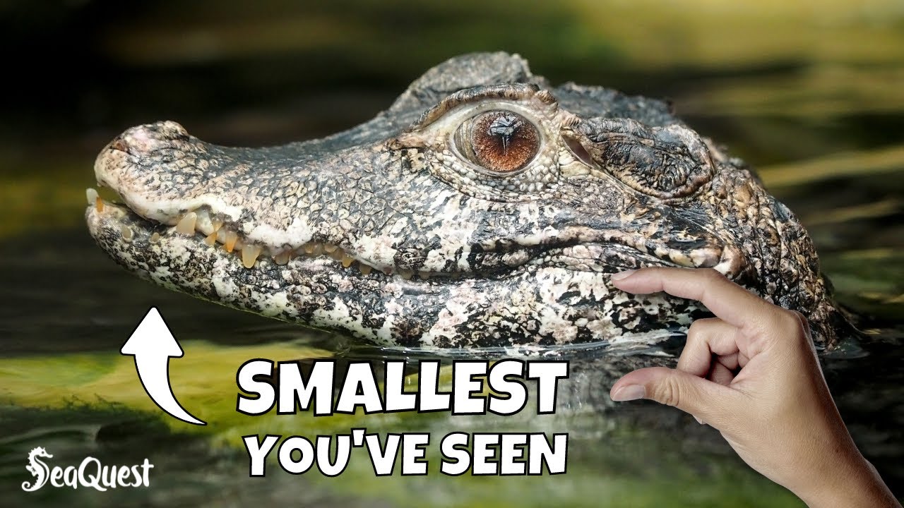 The Smallest Alligator In The World