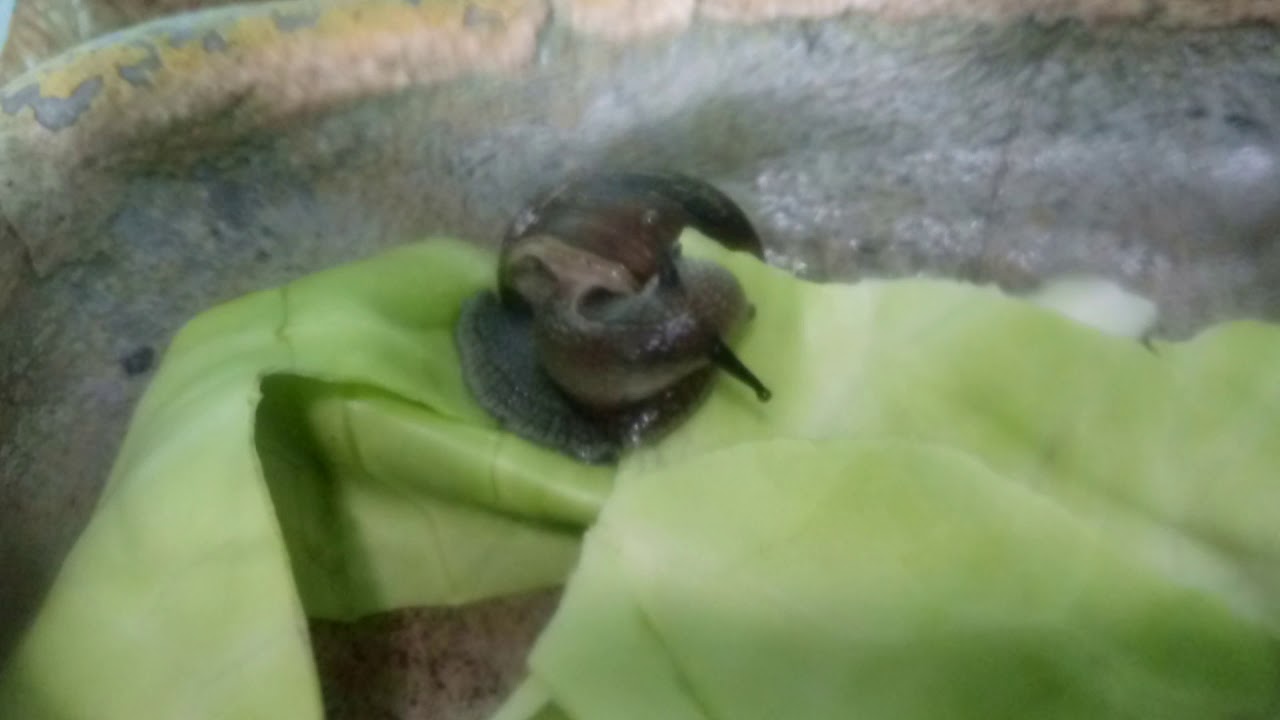 3 minutes of my snail eating cabbage - YouTube