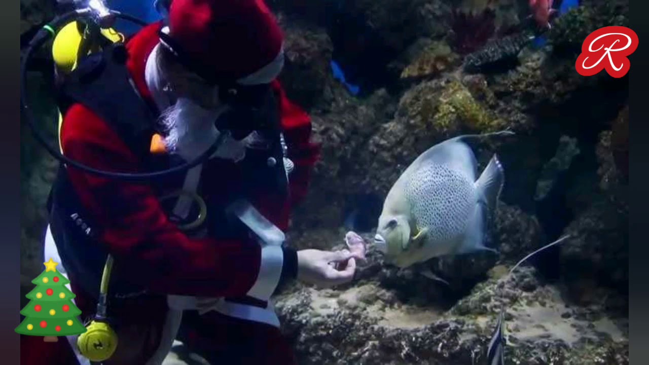 Santa Claus visita a los peces y tiburones de este acuario en Malta ...