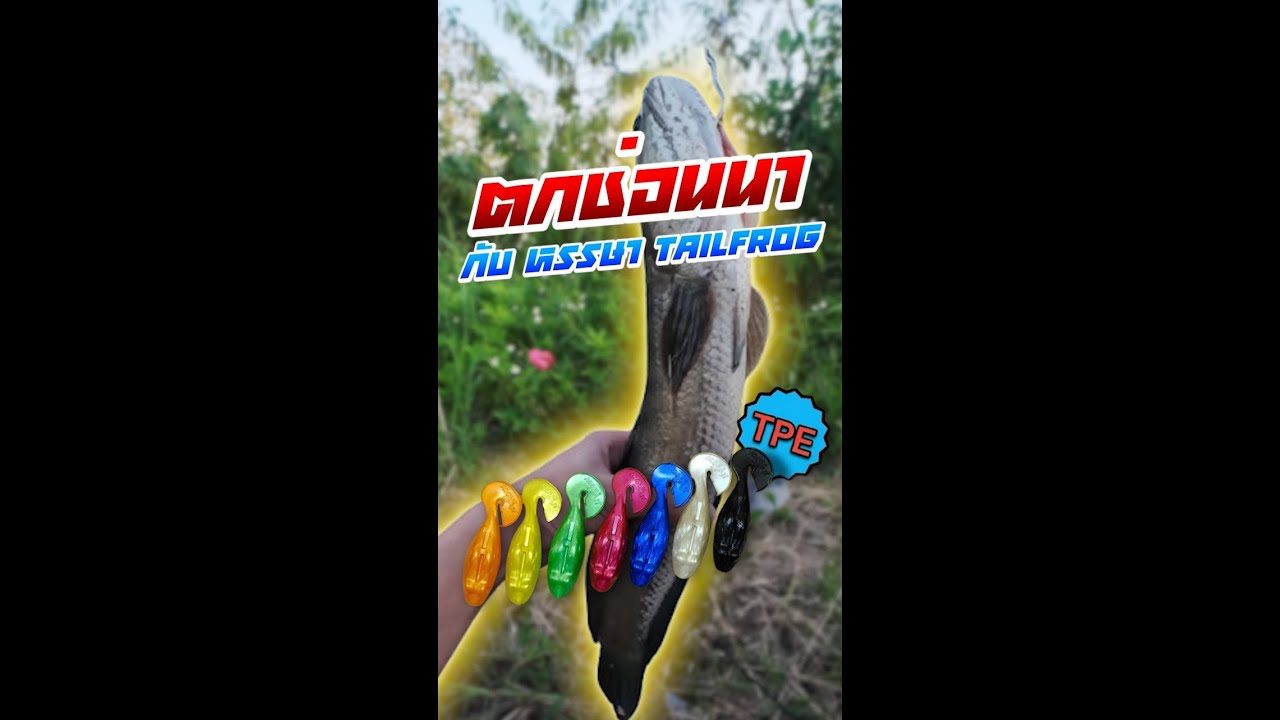 ตกปลาช่อนนา กับ HUNSA TAILFROG MINI TPE #ตกปลาช่อนข้างทาง #น้าโจโซเซ ...