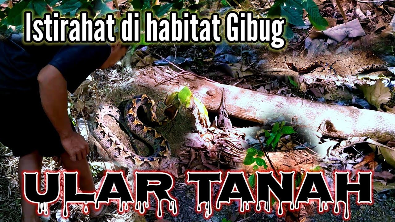 Ular tanah Gibug Calloselasma rhodostoma #petualangan #education #ular ...