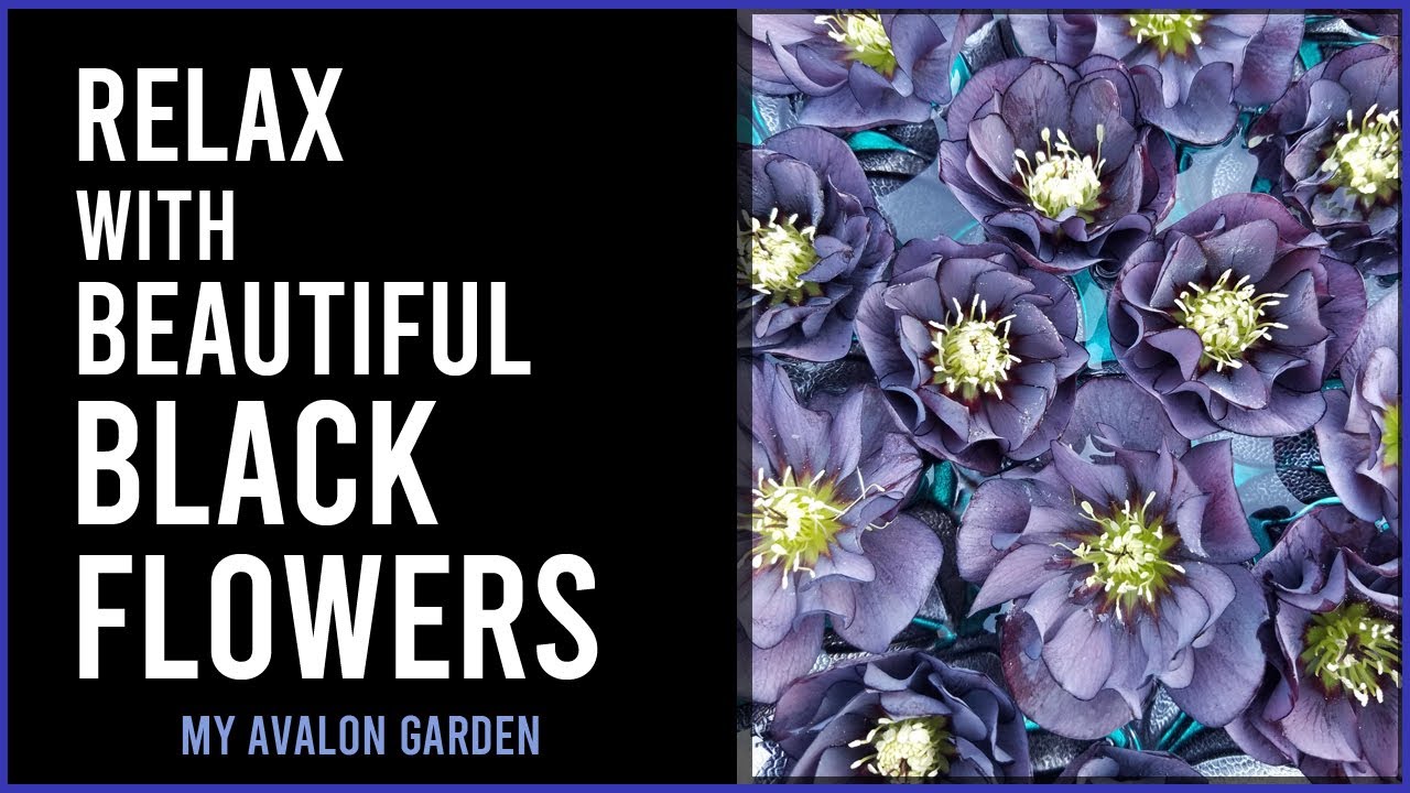 Relax with Beautiful Black Flowers | My Avalon Garden - YouTube