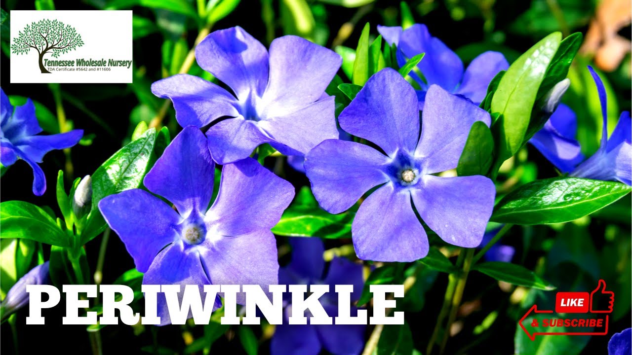 Periwinkle Plant - An Evergreen Lavender Blooming Groundcover Plant ...