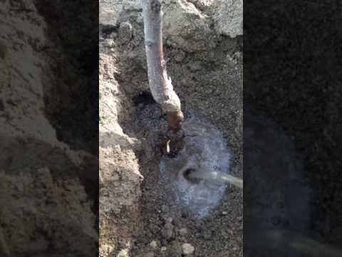 Agaclarda Sutut uygulaması