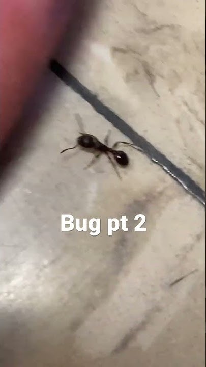 Bug part 2 - YouTube