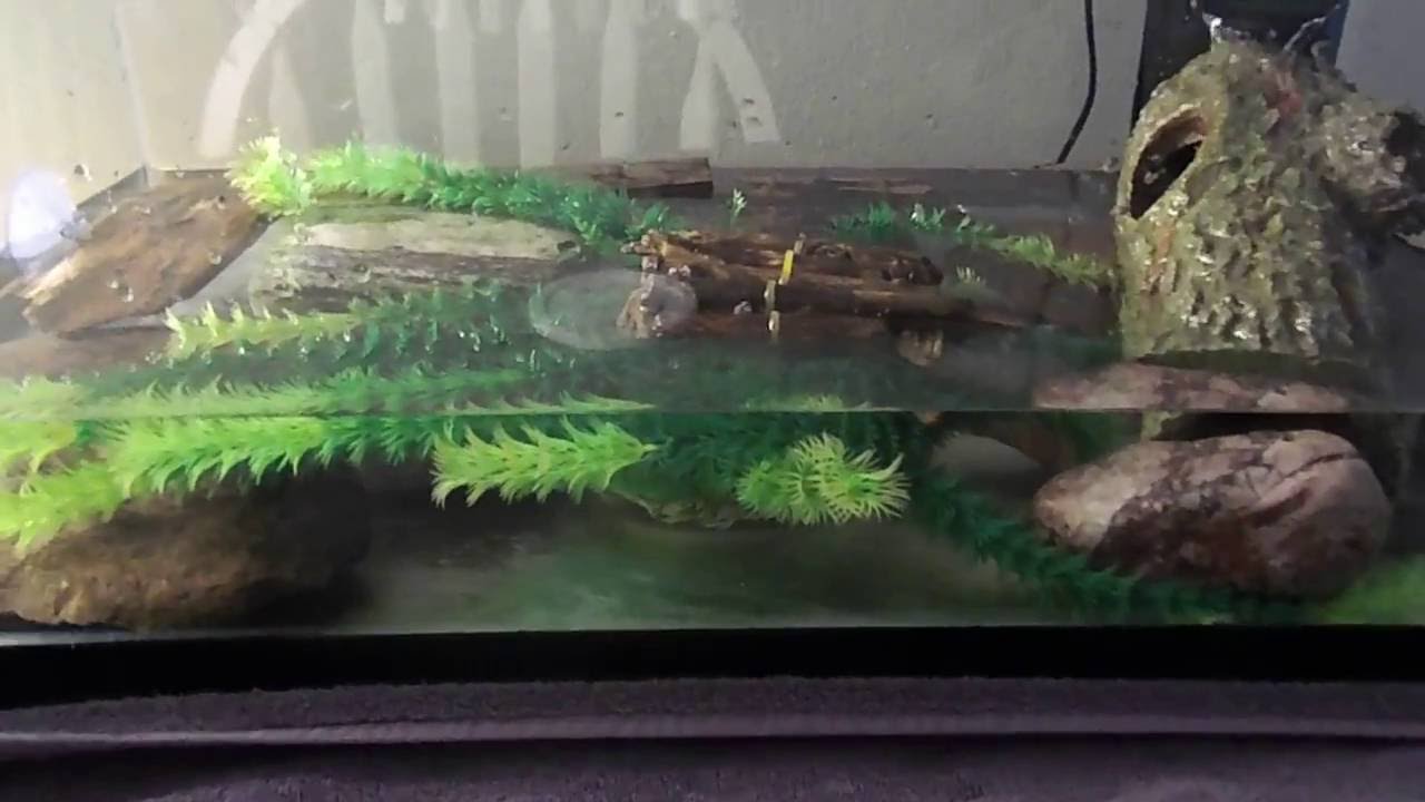 how to set up fire bellied toad enclosure - YouTube