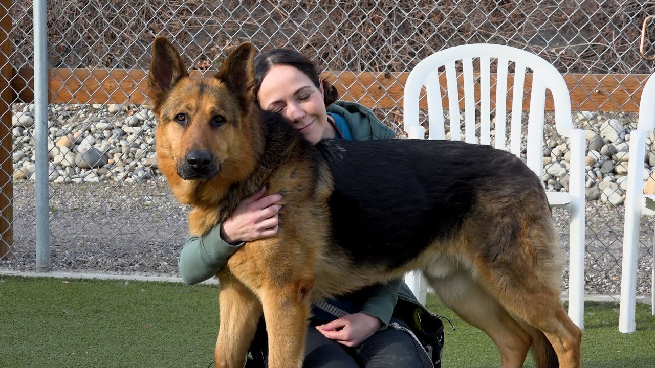 Paws for Pets: Apollo the Dog - YouTube