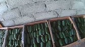 ОГУРЕЦ 20 МАРТА - YouTube