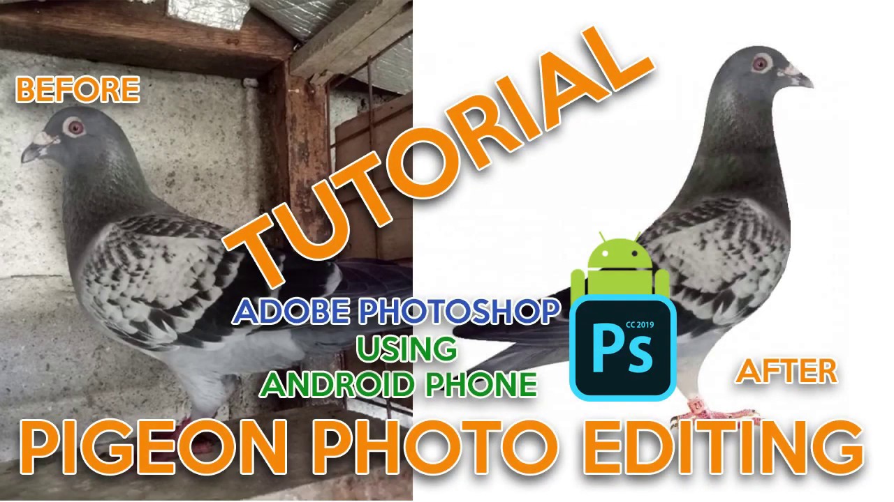 Tutorial Editing Pigeon Photo using Android Phone #PigeonID #kalapatids ...