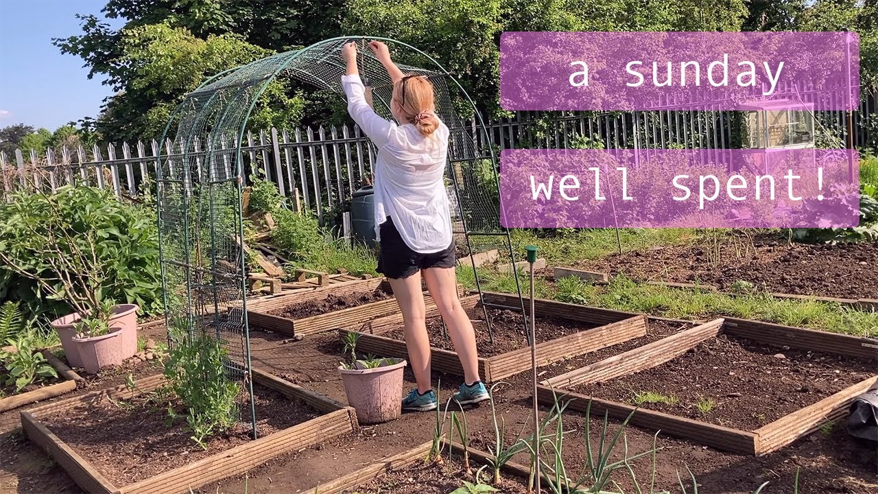 The Tomatoes Are In! | Allotment Vlog 🍅 Ep.19 🍅 - YouTube