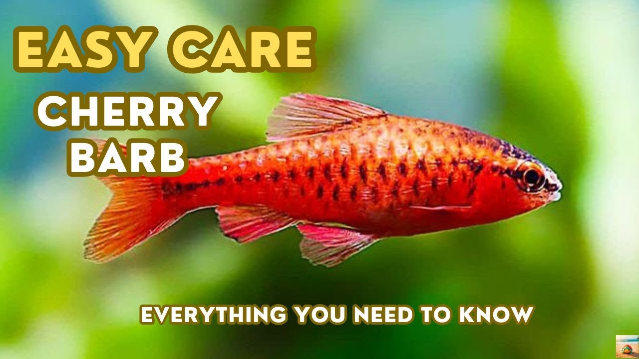 How to Care for Cherry Barbs | Tank Setup, Feeding and Behavior - YouTube