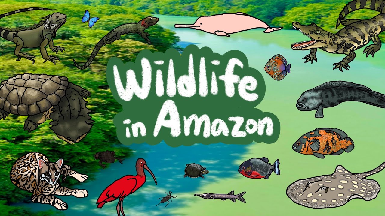 Wildlife in Amazon | Amazon anmials&fish | Let's learn all creatures ...