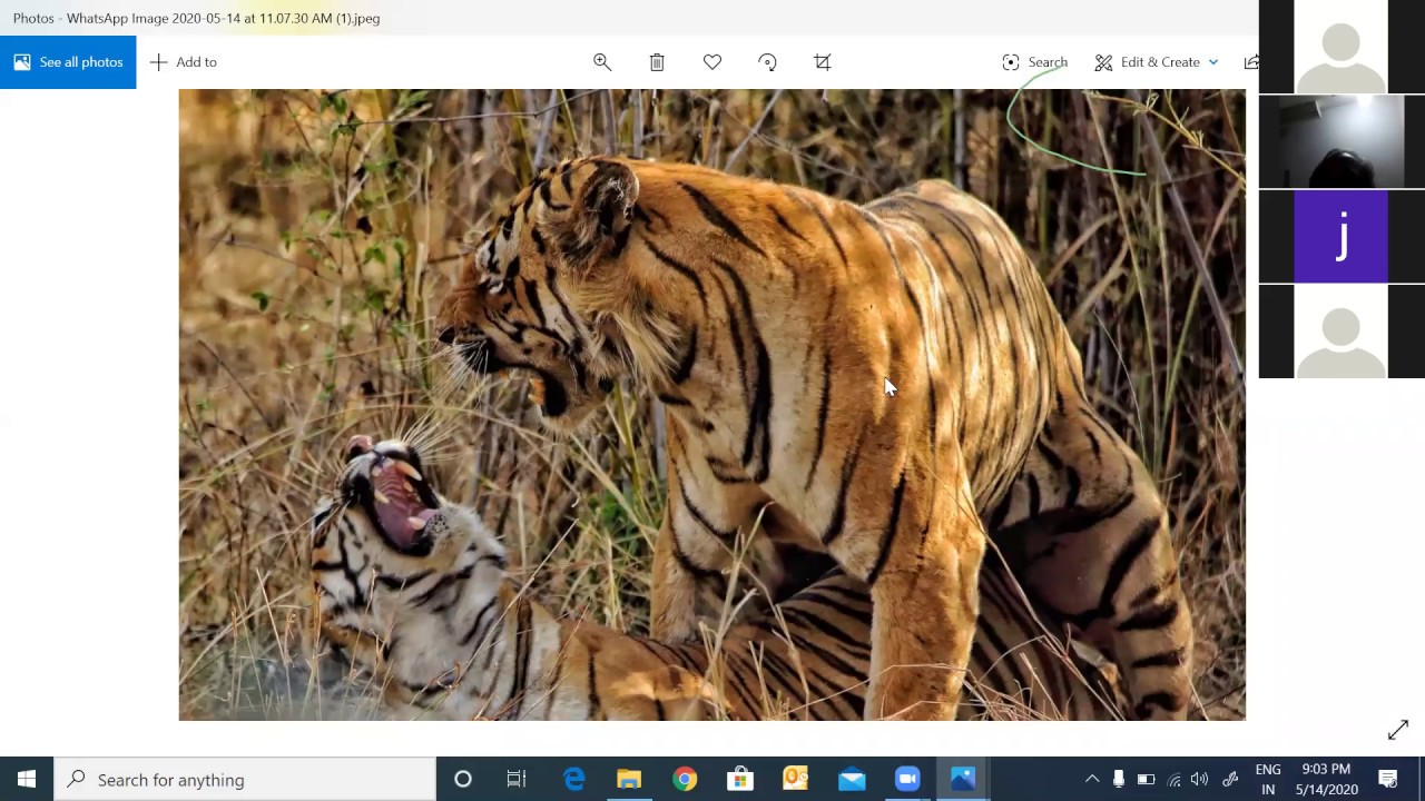 Portraits of Wildlife Photography ZOOM host by 1 Click Photographers ...