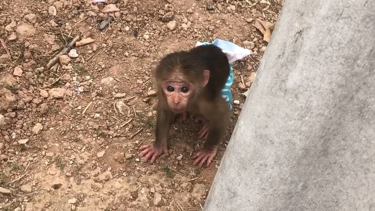 Baby monkey JuJu and dog playing happily in front of the chicken coop ...