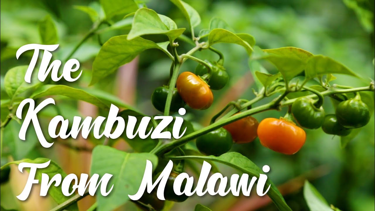 Growing a Rare African Habanero - The Kambuzi from Malawi - YouTube