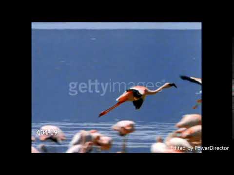 Flamingo