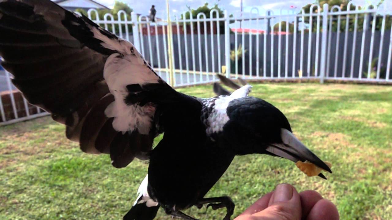 Pet Magpie - YouTube