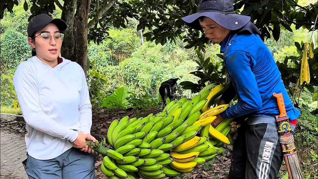 UNA DE LAS MEJORES COSECHAS DE BANANO | Los Barrerita - YouTube