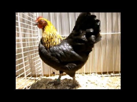 Zwerg-Niederrheiner orangebrüstig, Niederrheiner Bantam brown red