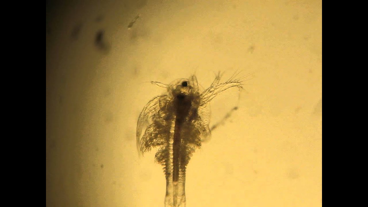 Baby triops Day 3 - YouTube