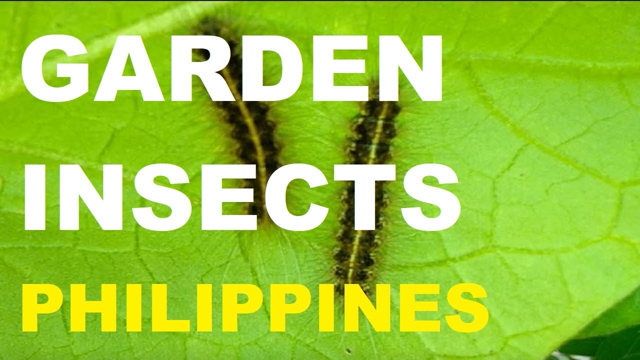 GARDEN INSECTS | PHILIPPINE COMMON INSECTS - YouTube