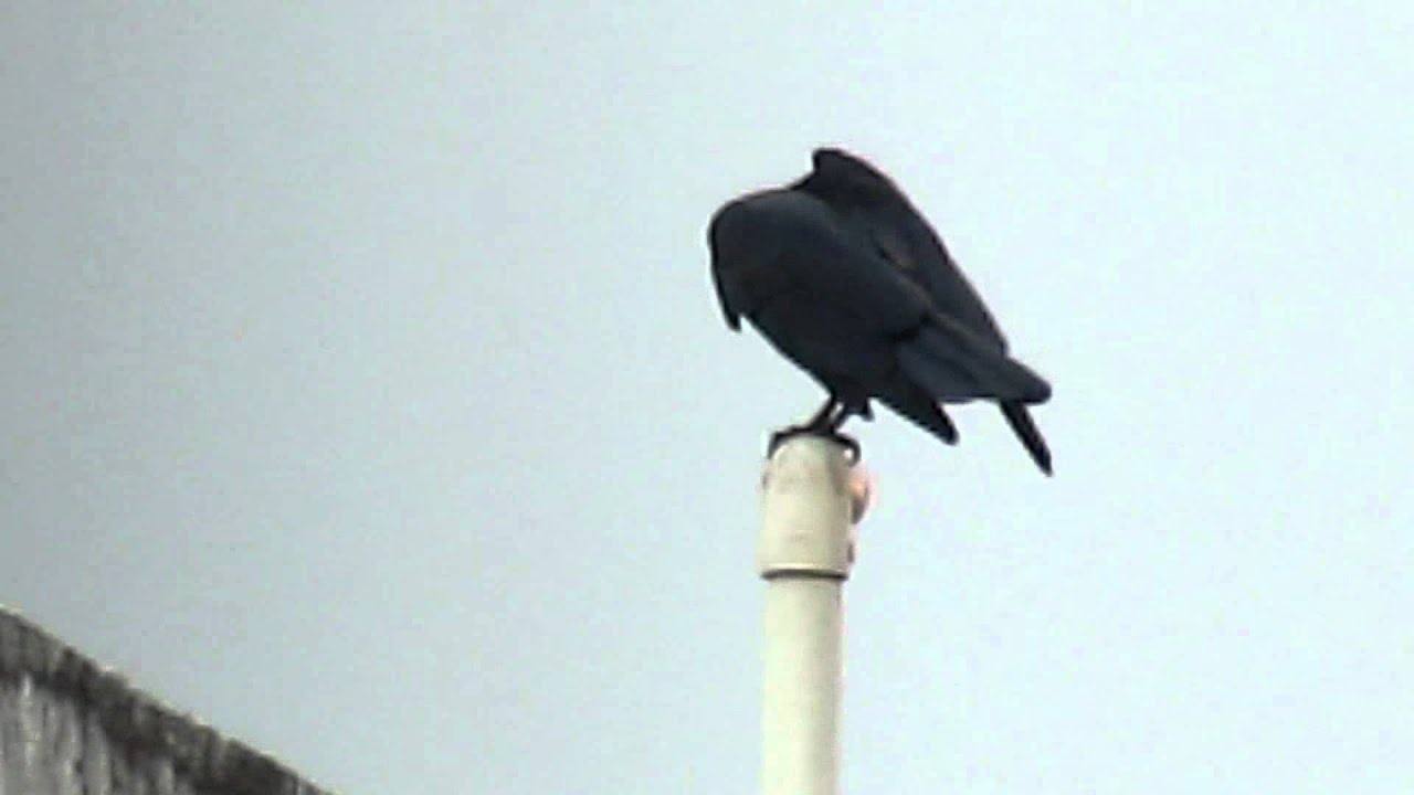 COMMON RAVEN, (CORVUS CORAX), PREENING ITSELF - YouTube
