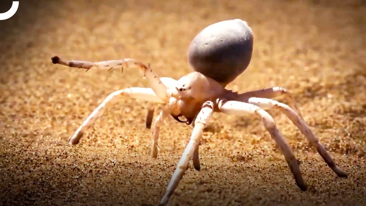 This Creature is The Only Creature in The World That Can Turns Itself ...