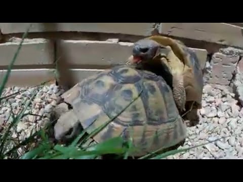Tortugas haciendo el amor!! (tortugas gimiendo) - YouTube