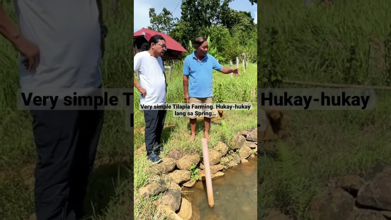VERY SIMPLE BASIC TILAPIA FARMING: HUKAY-HUKAY LANG SA SPRING PWEDE NA ...