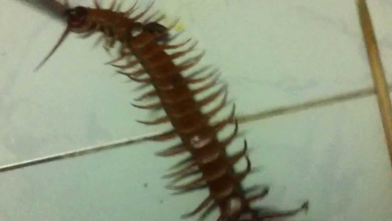 clip cận cảnh con rít dài hơn 20cm - YouTube