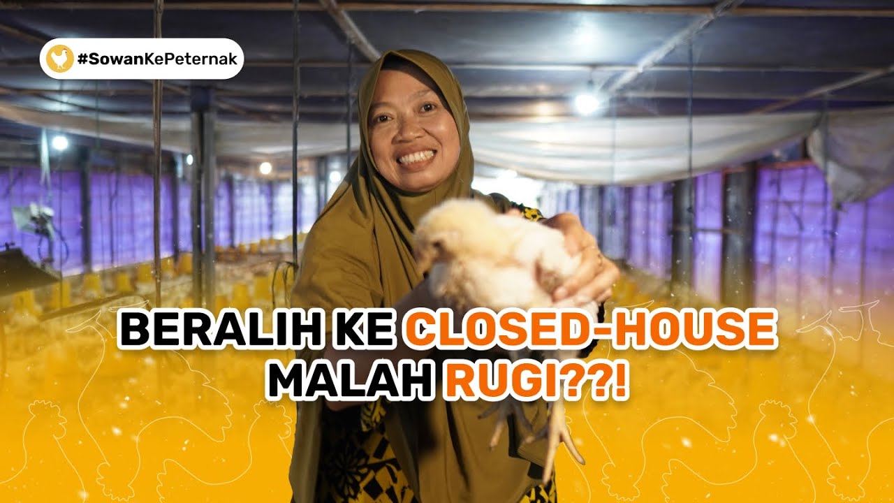 Lika-liku 15 Tahun Budidaya Ayam Broiler! Pernah Rugi di Kandang Closed ...