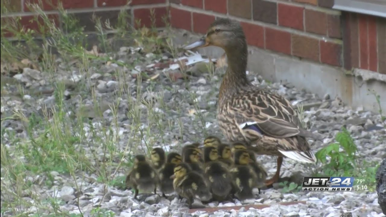 Mother duck & ducklings visit Blessed Sacrament Church - YouTube