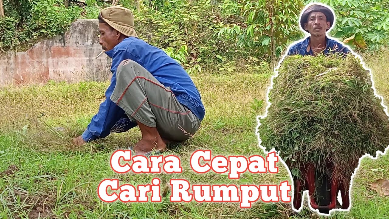 Cara Cepat Mencari Rumput - YouTube