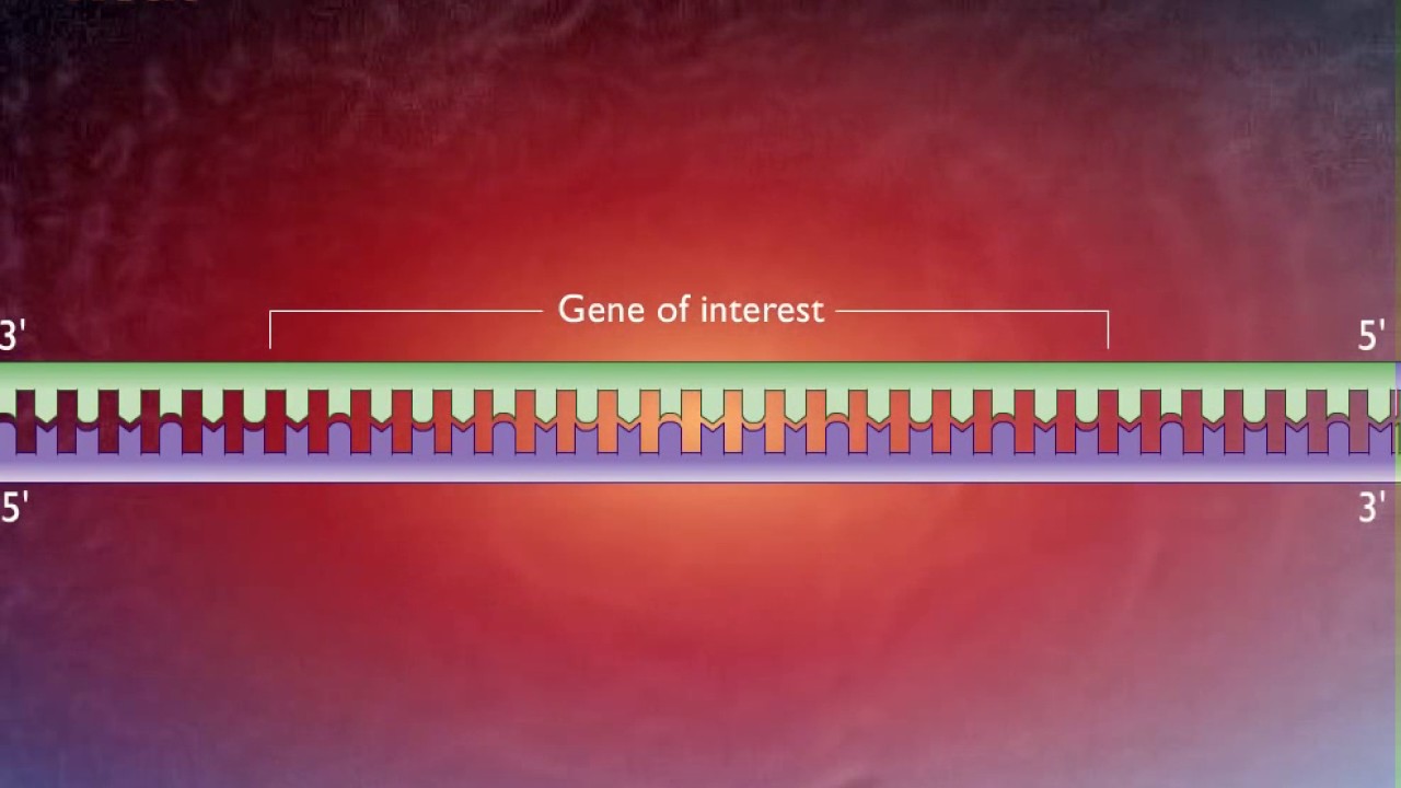 Polymerase Chain Reaction Animation - YouTube