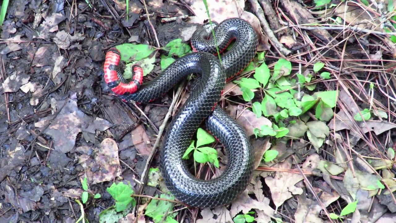 Western Mudsnake One of Texas most Beautiful Snakes Moving to the Water ...