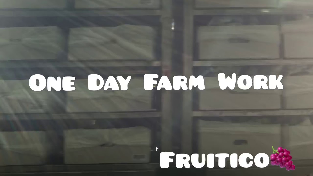 🎀Miss Oh’s Tralia - - -📽 Vlog5 One Day Farm Work - YouTube