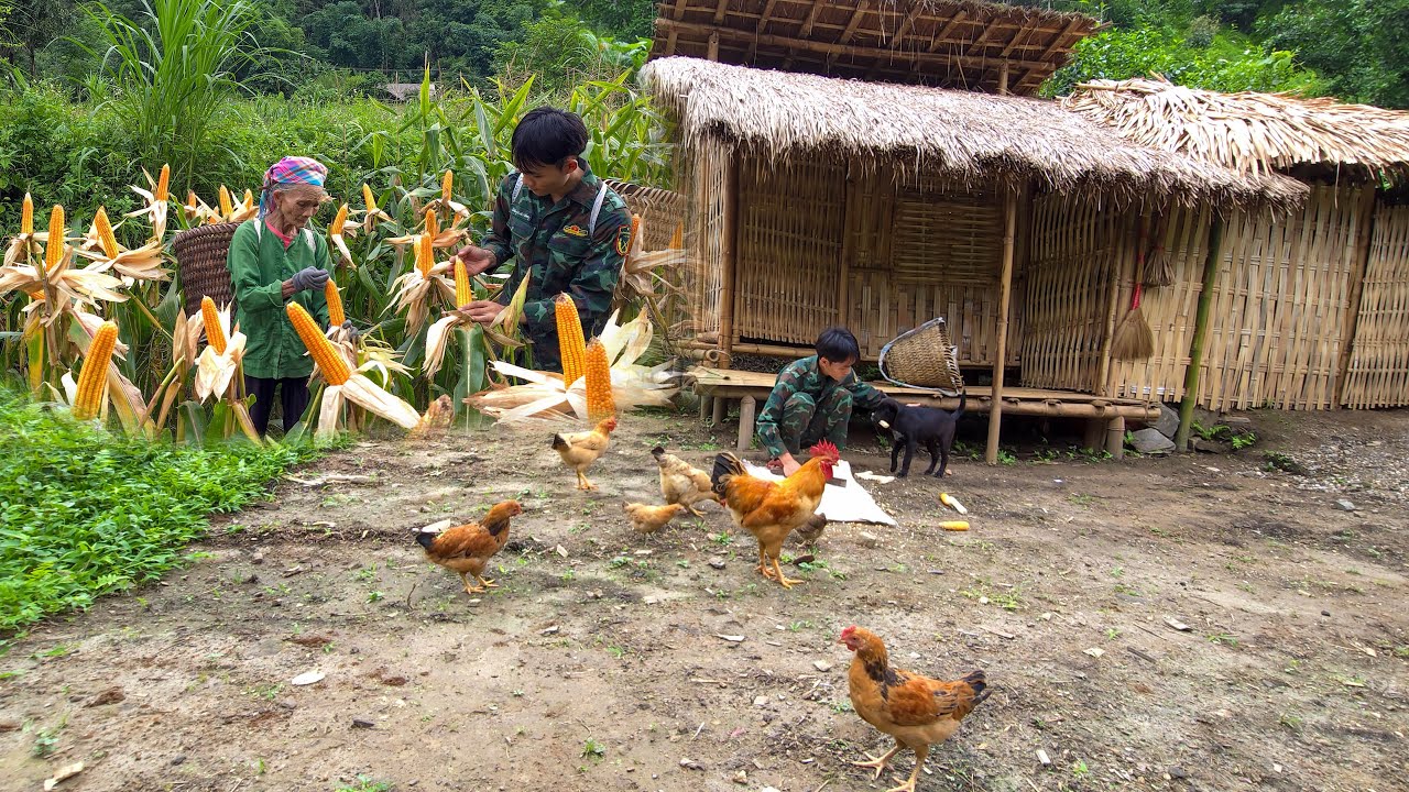 Highland boy Lang and his grandmother pick corn, earn money, cook ...